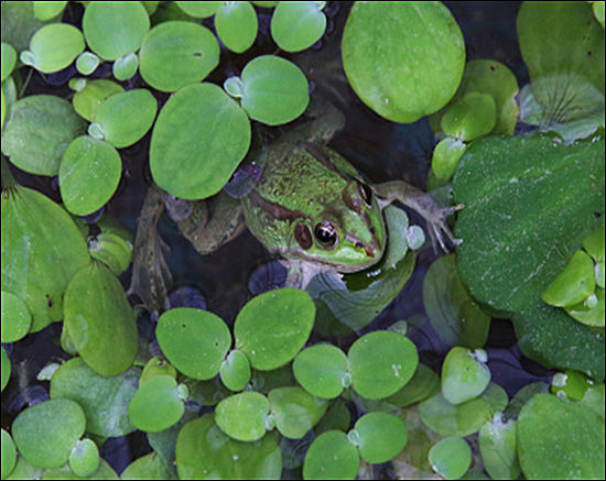 금개구리(Seoul frog) 서울에 돌아온 생명의 금빛