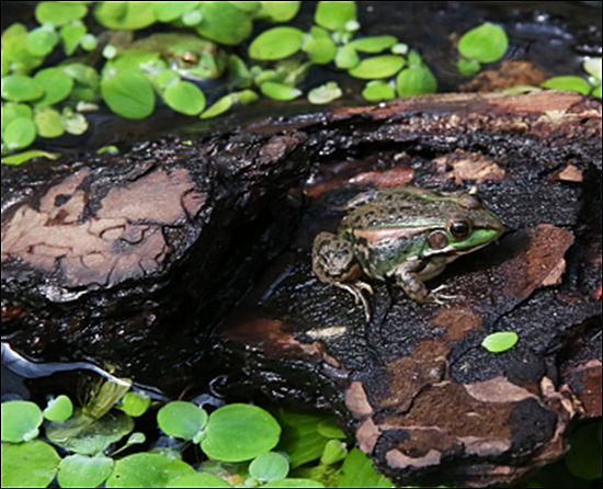 금개구리(Seoul frog) 서울에 돌아온 생명의 금빛
